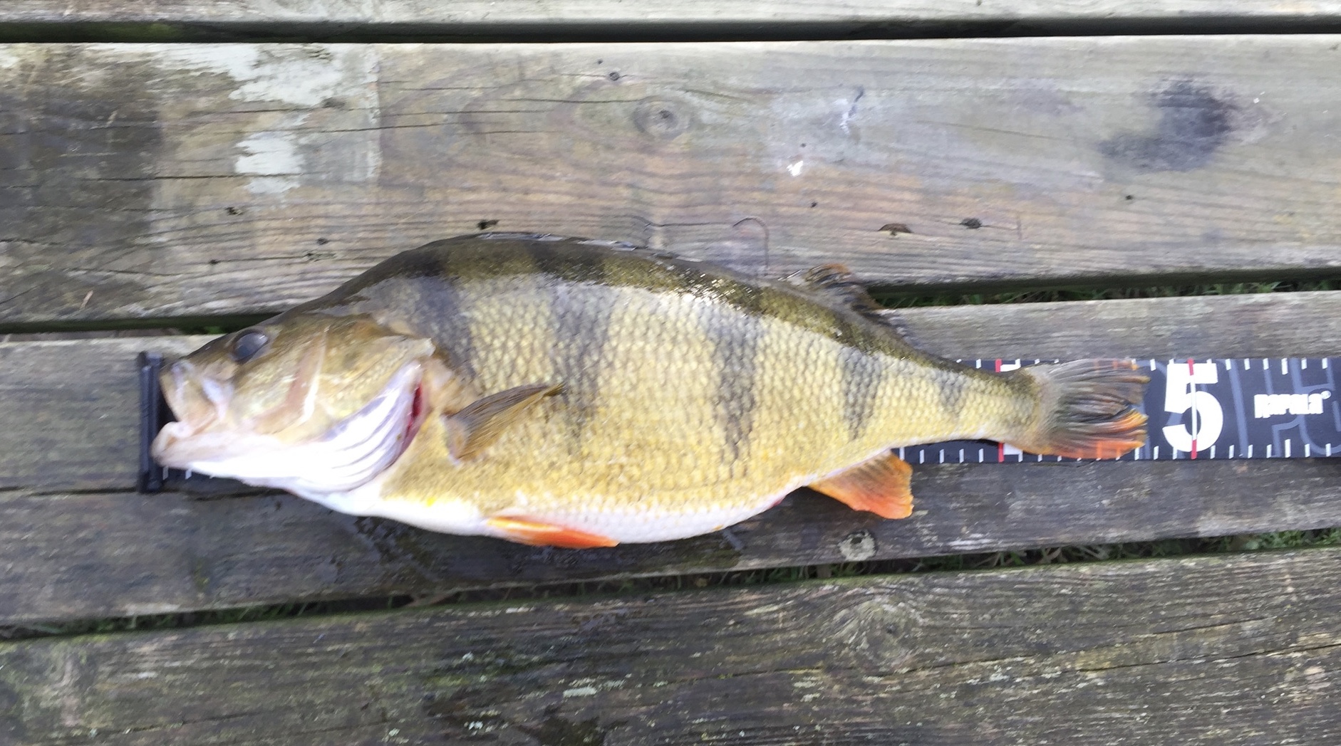 Tokyo Rig til Aborre - Rapala.dk